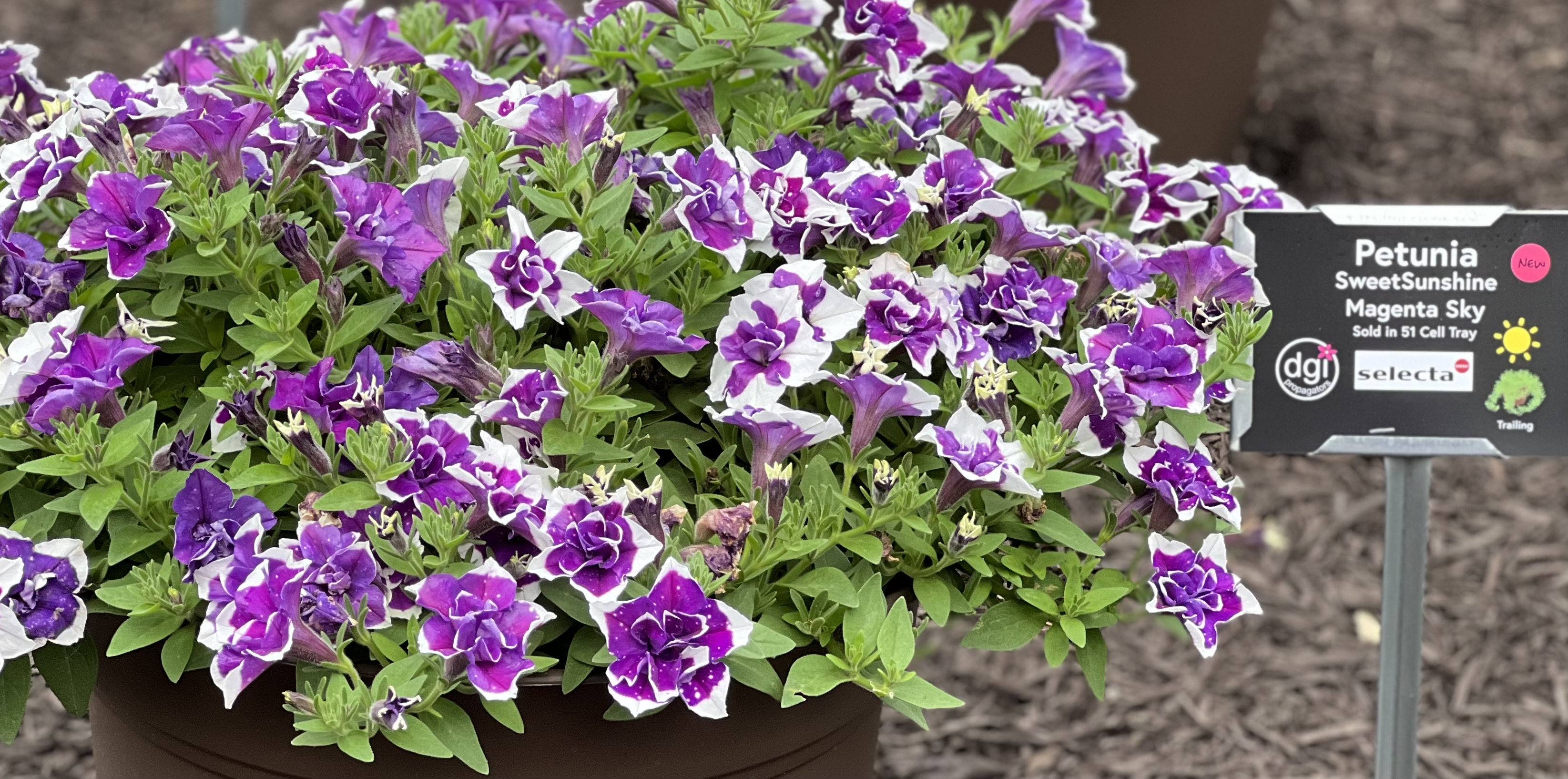 Pet Sweetsunshine Magenta Sky – DGI Propagators