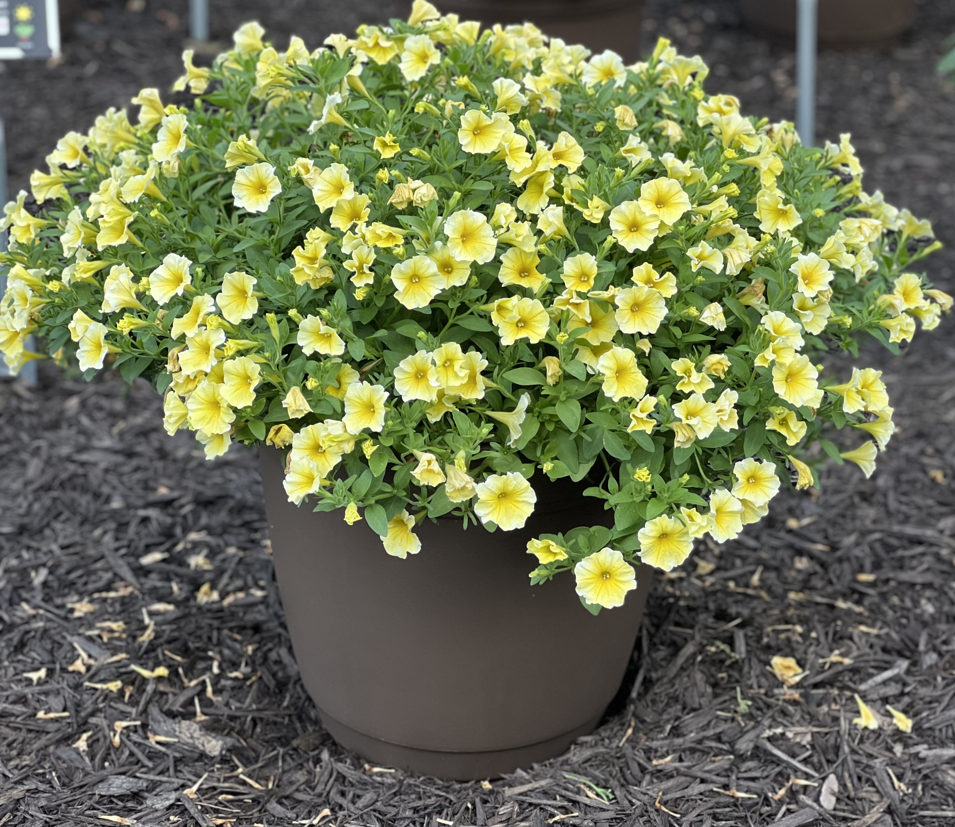 Petchoa caliburst yellow – DGI Propagators